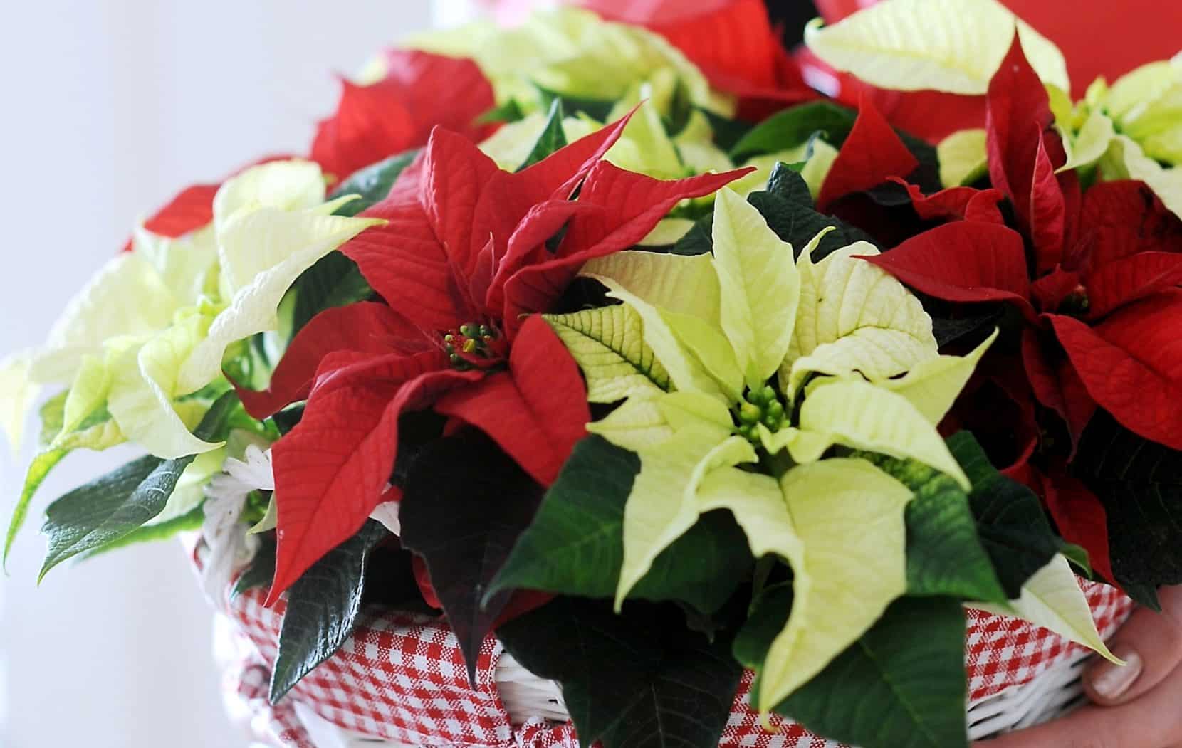 Javado - Gespecialiseerd in veelzijdigheid