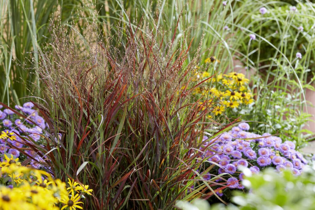 Panicum virgatum Hot Rod - Javado