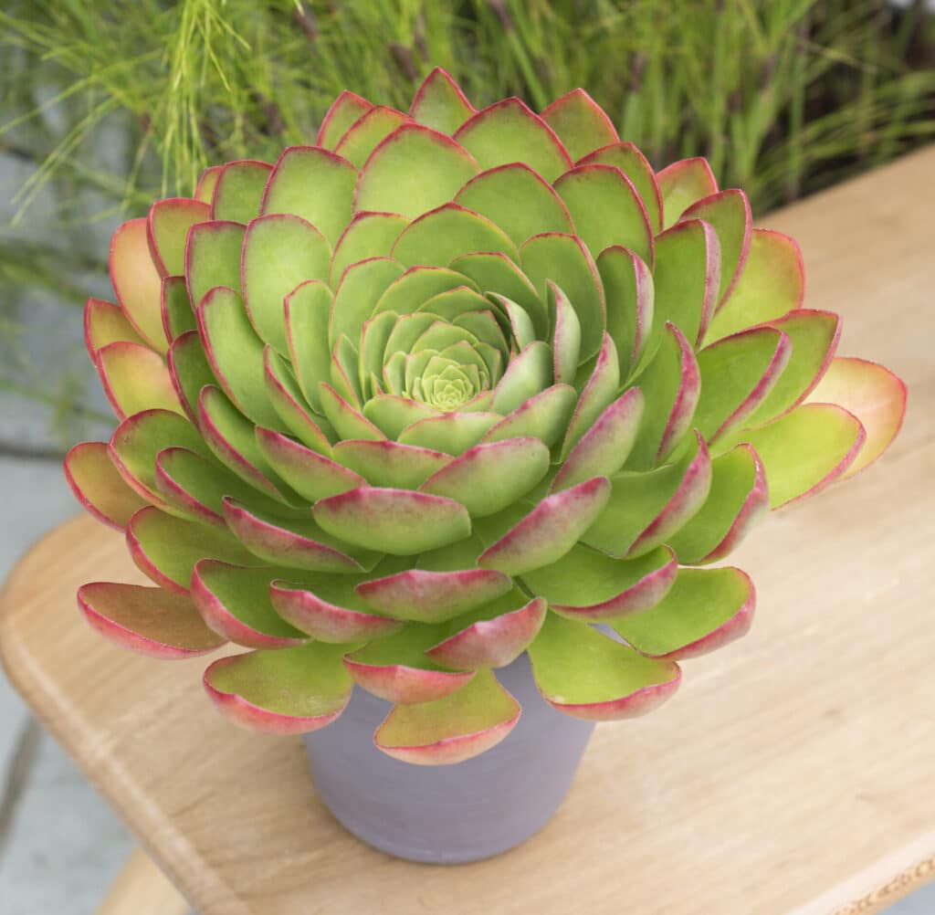 The Story behind Semponium - Javado