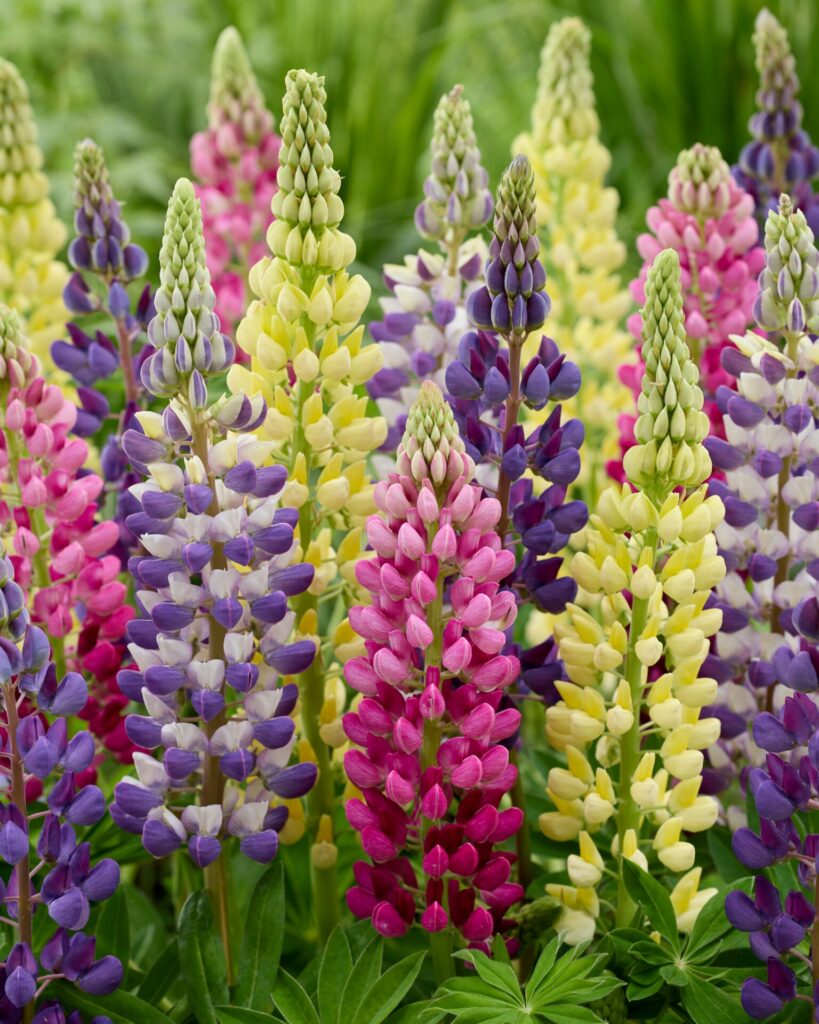 Lupinus - Javado